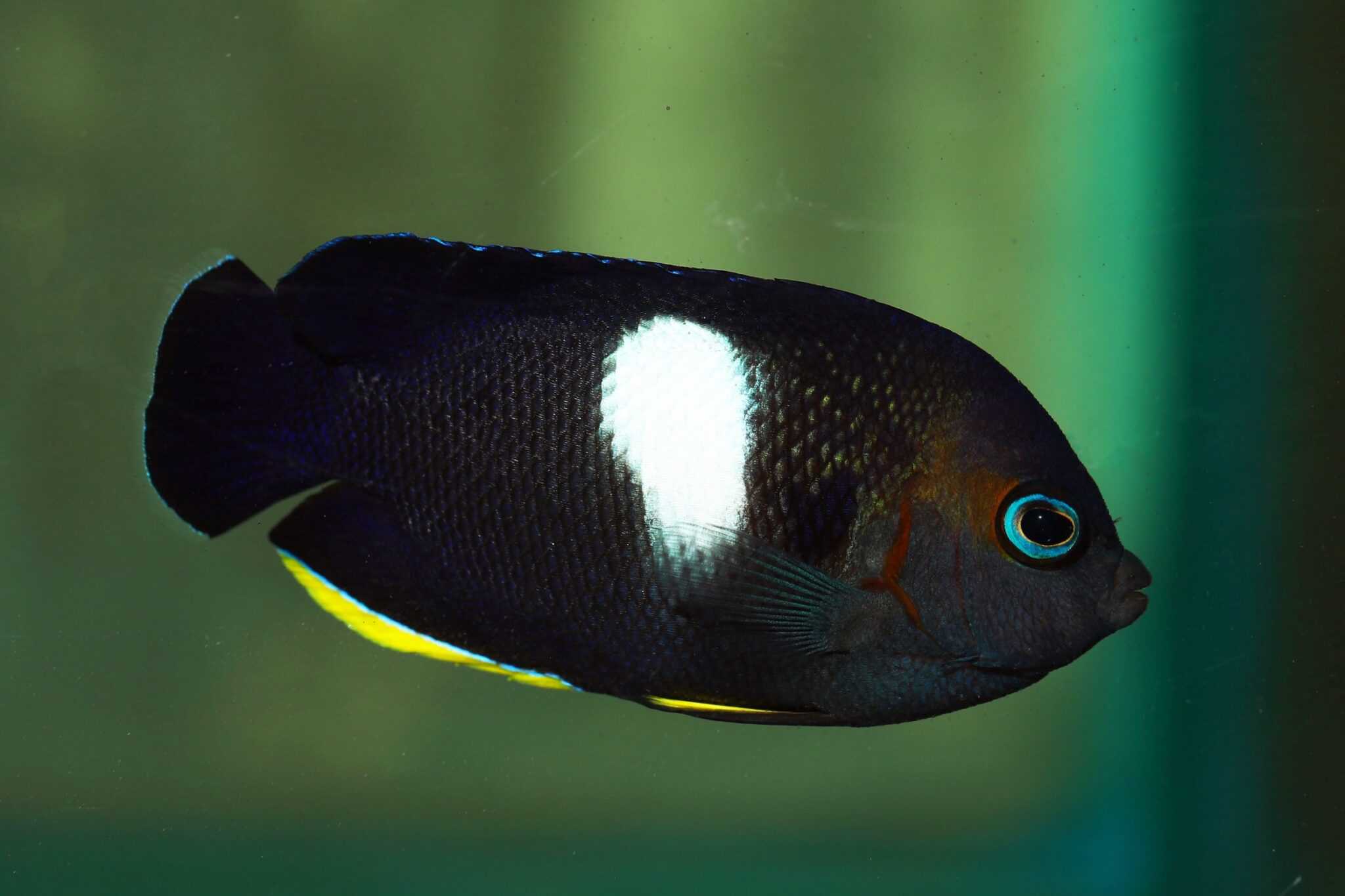 27 Most Popular Types of Saltwater Angelfish