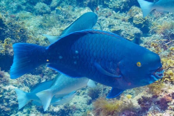 32 Types of Fish With Big Foreheads