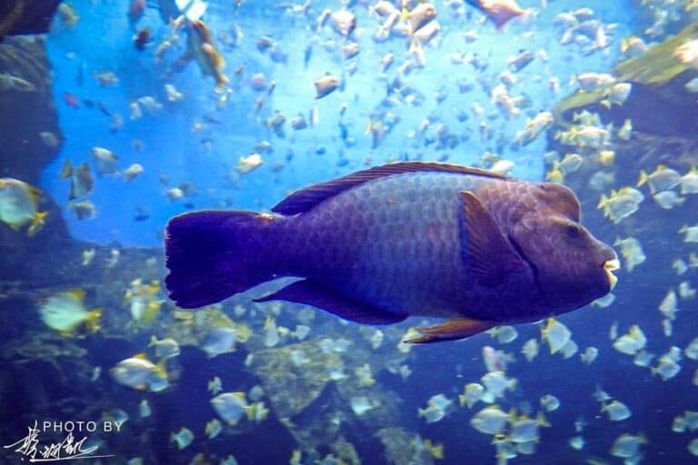 32 Types of Fish With Big Foreheads