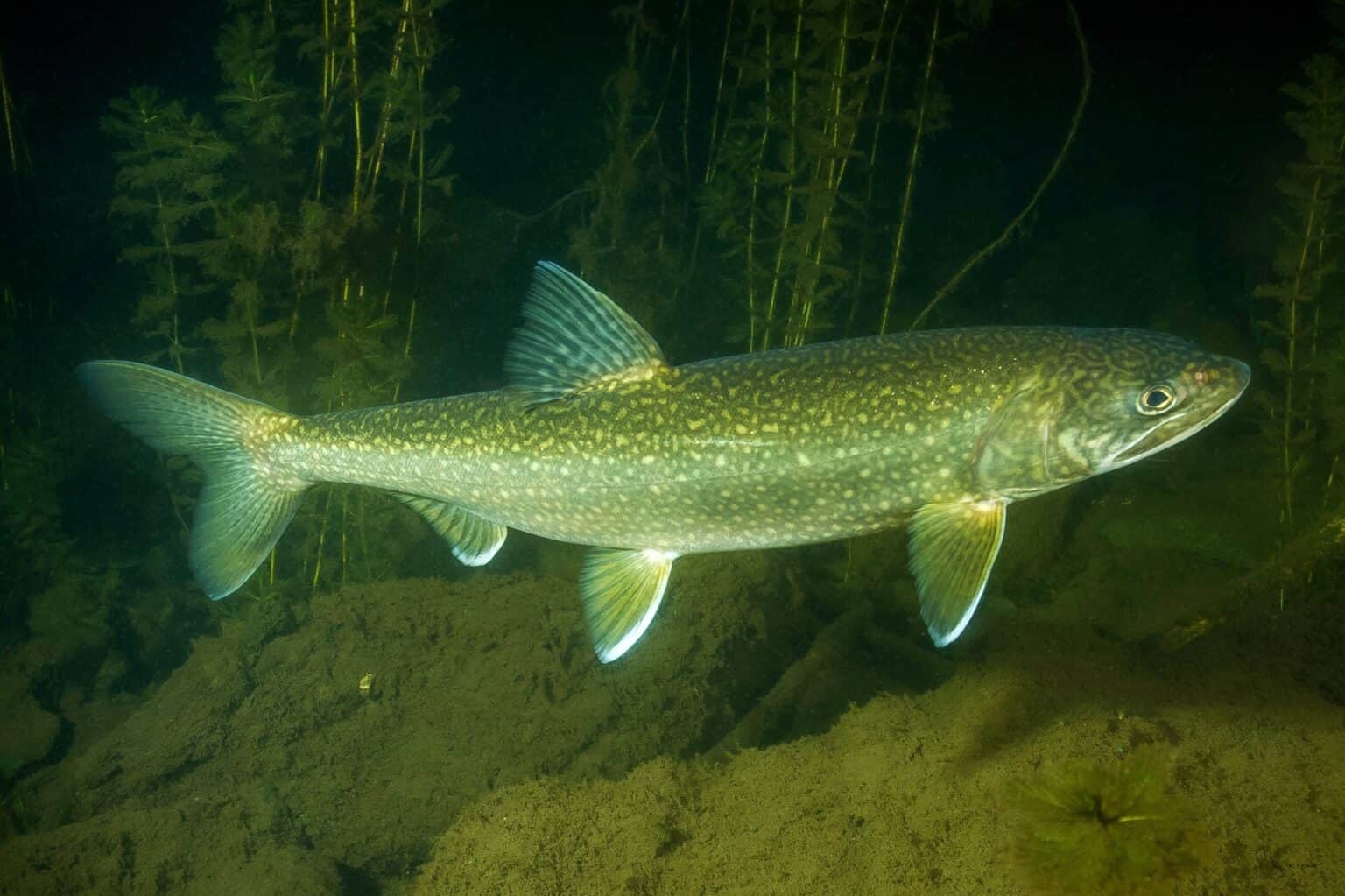 What Do Trout Eat? (A Complete Guide to Trout Diet)