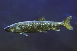 16 Types of Trout Species