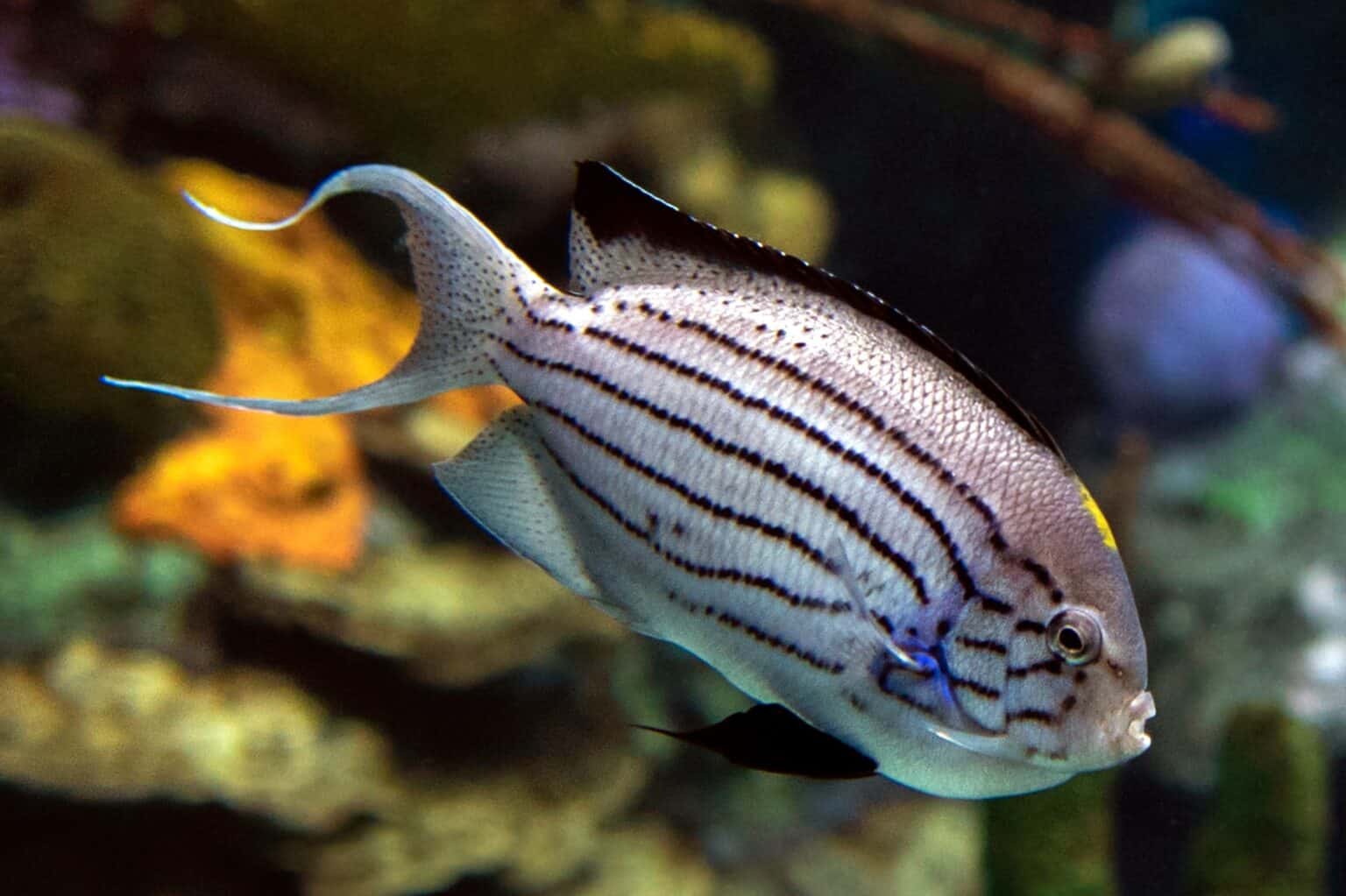 27 Most Popular Types of Saltwater Angelfish