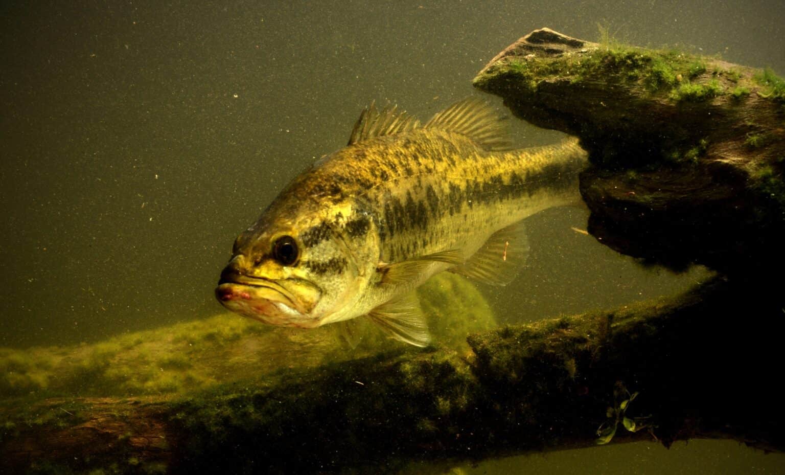 11 Types of Bass in North America: Your Ultimate Guide