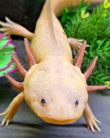Axolotl Colors: 17 Types of Axolotl Morphs (With Photos)