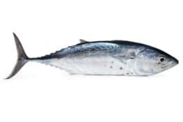 False Albacore: Species Information, Pictures & Facts