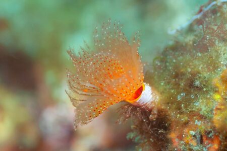 Facts About Bristle Worms (A Complete Guide)