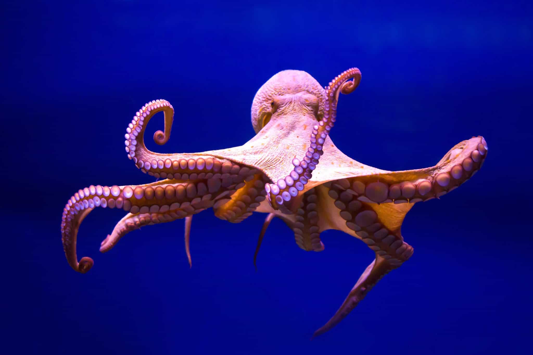 Do Octopuses Have Beaks? (What Does It Look Like?)