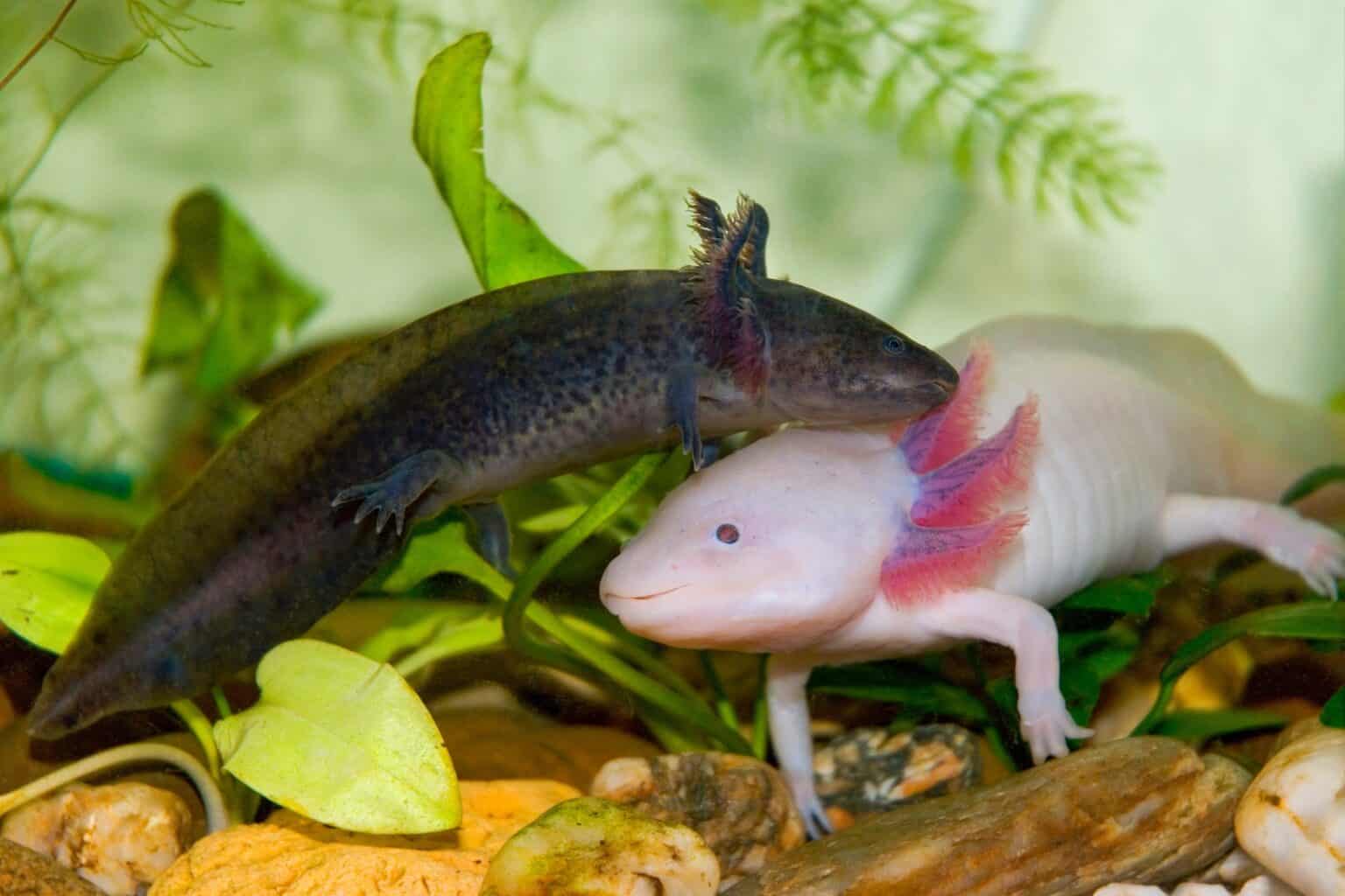 Axolotl Sexing: How to Determine an Axolotl’s Gender