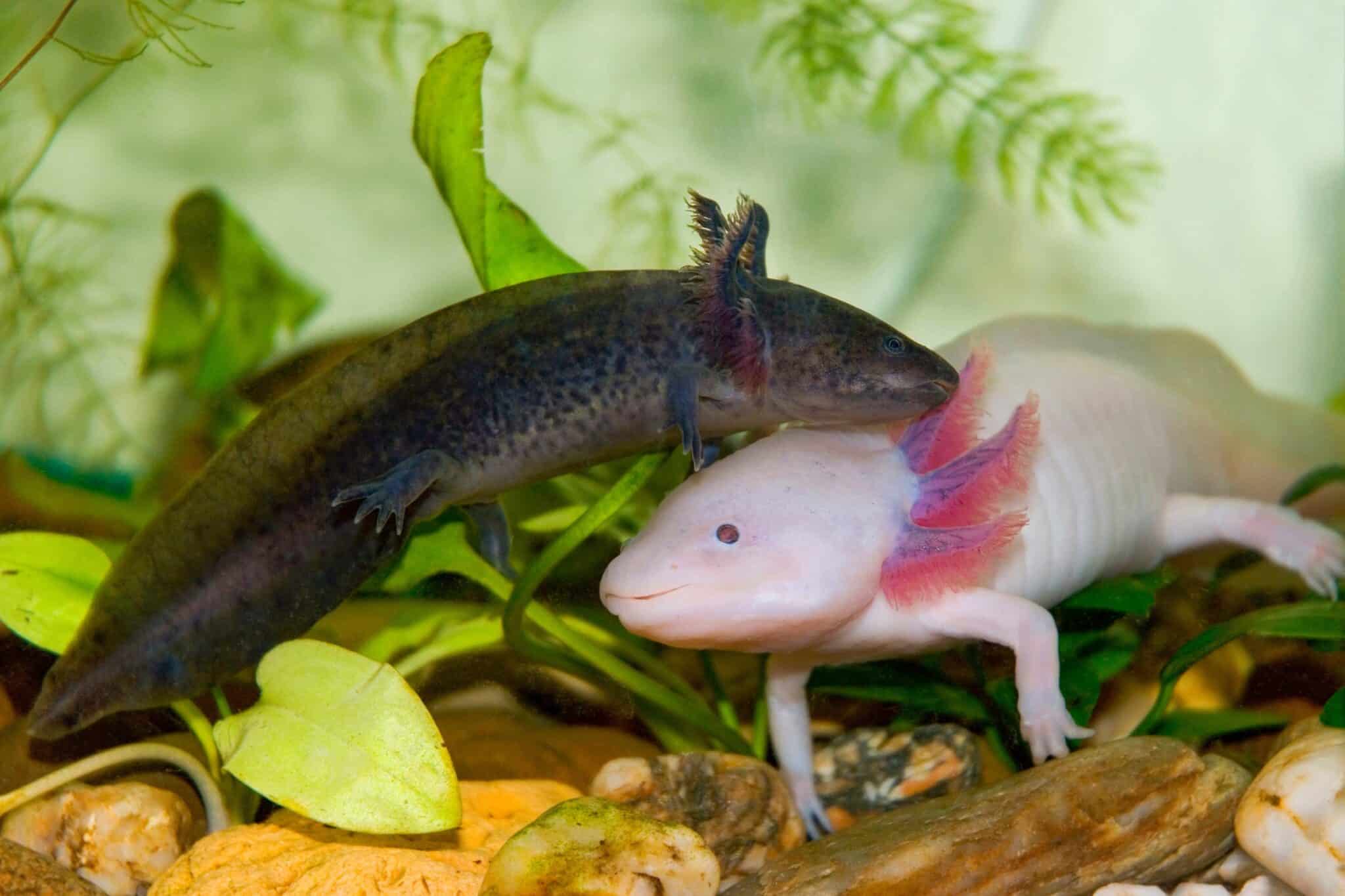 Axolotl Sexing: How to Determine an Axolotl’s Gender