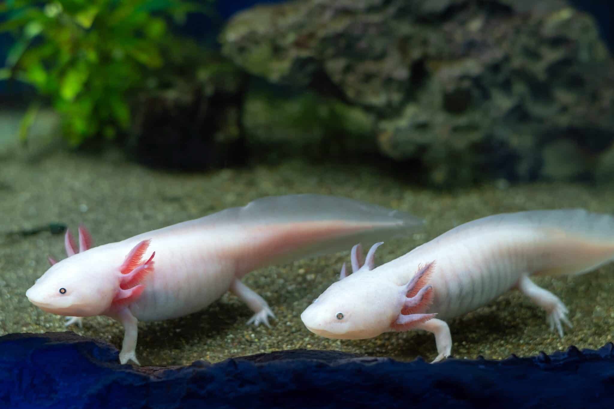 Axolotl Sexing: How to Determine an Axolotl’s Gender