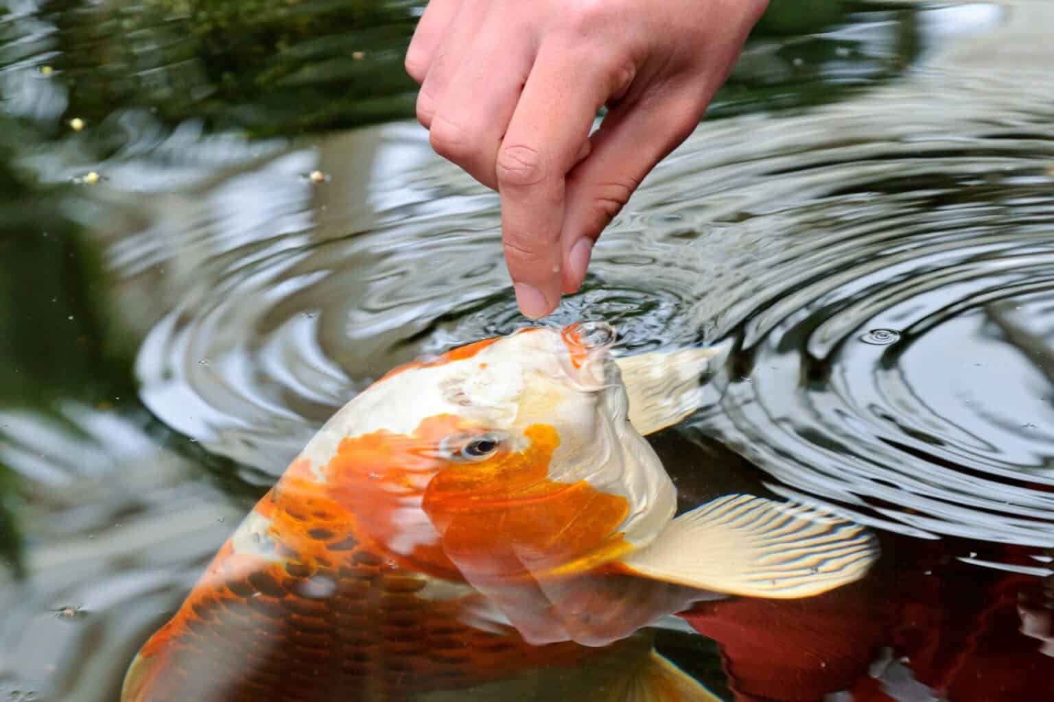 How Much Does a Koi Fish Cost? (2026 Price Guide)