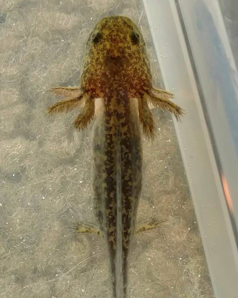 Axolotl Colors: 17 Types of Axolotl Morphs (With Photos)