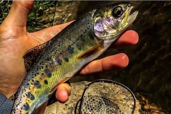 16 Types of Trout Species