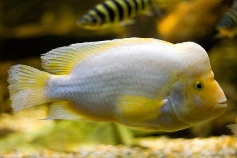 32 Types of Fish With Big Foreheads