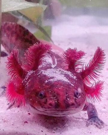 Axolotl Colors: 17 Types of Axolotl Morphs (With Photos)