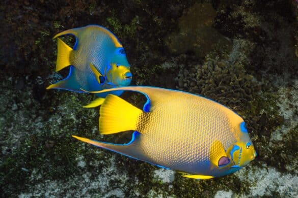 41 Most Popular Types of Saltwater Fish