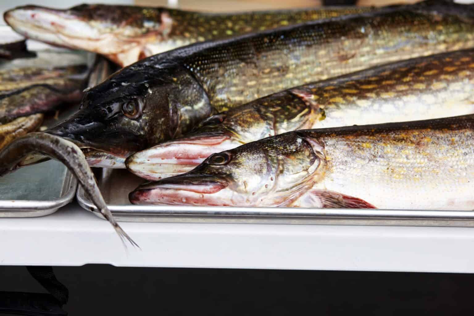 Can You Eat Muskie Fish? - Are Muskies Good to Eat?