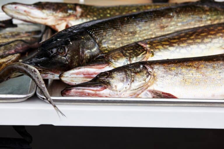 Can You Eat Muskie Fish? - Are Muskies Good to Eat?