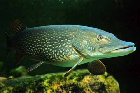 Can You Eat Muskie Fish? - Are Muskies Good to Eat?