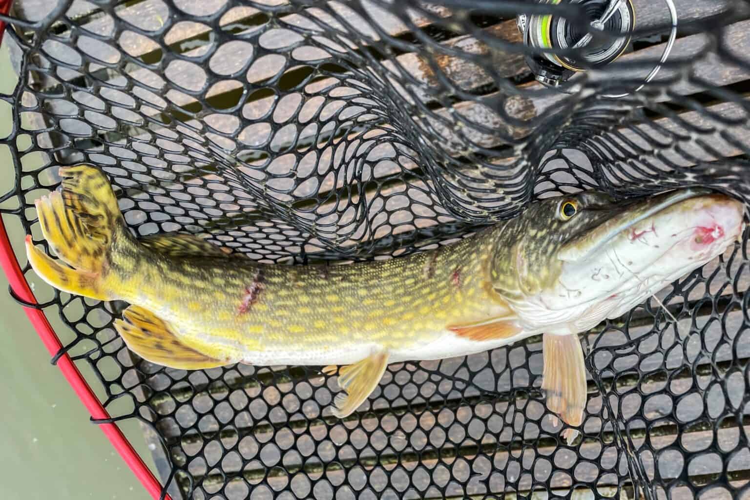 Can You Eat Muskie Fish? - Are Muskies Good to Eat?