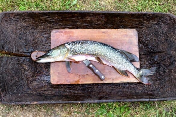 Can You Eat Muskie Fish? - Are Muskies Good to Eat?