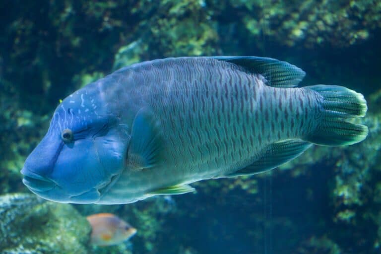 32 Types of Fish With Big Foreheads