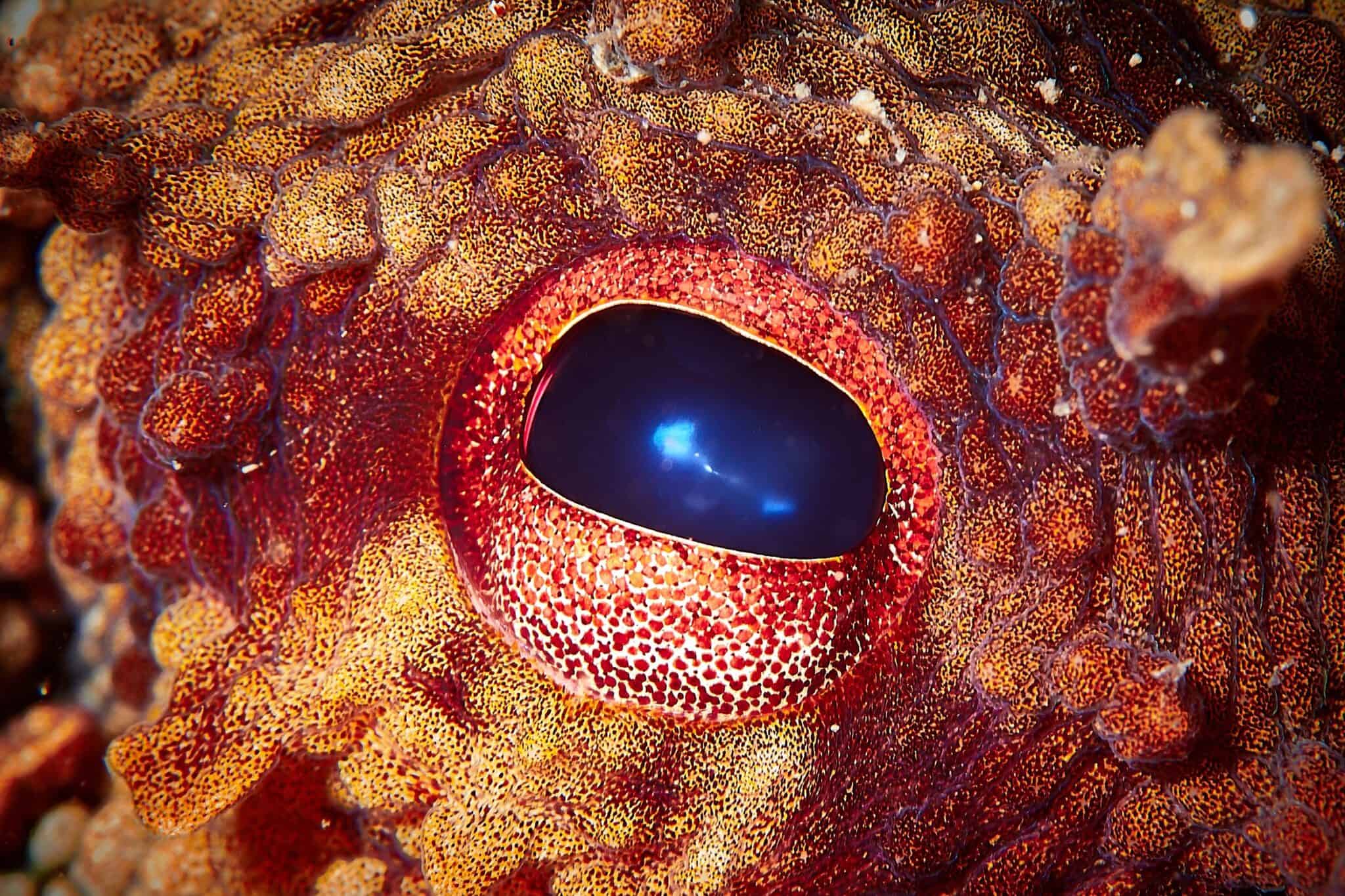 13 Interesting Facts About Octopus Eyes and Vision