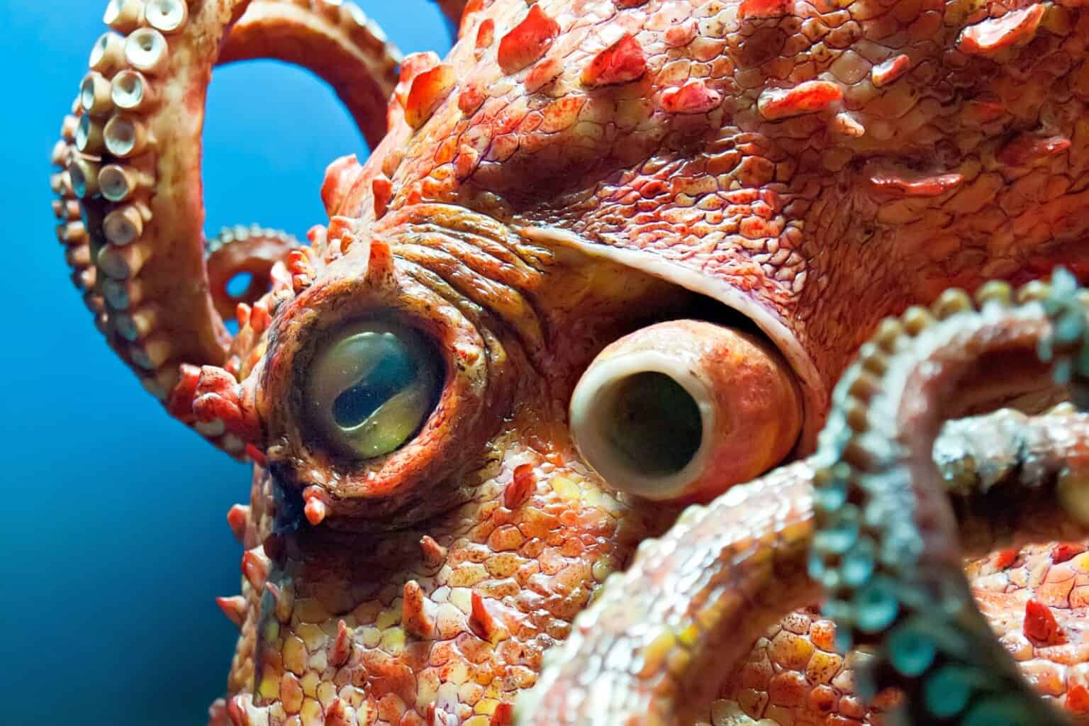 13 Interesting Facts About Octopus Eyes and Vision