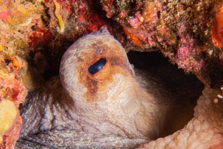 13 Interesting Facts About Octopus Eyes and Vision