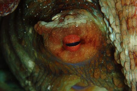 13 Interesting Facts About Octopus Eyes and Vision