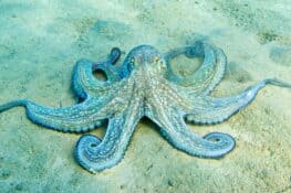 13 Interesting Facts About Octopus Eyes and Vision