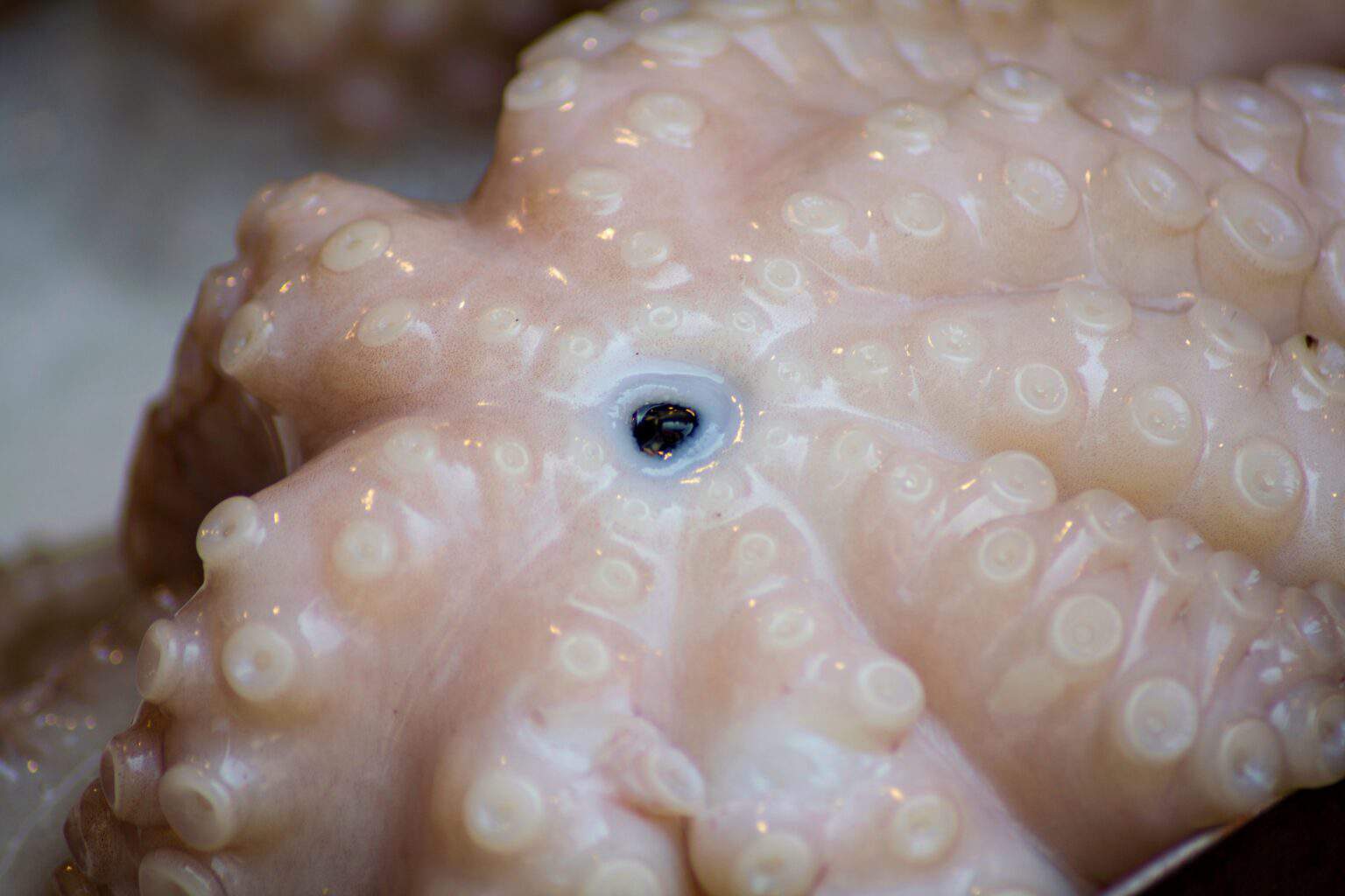 Do Octopuses Have Beaks? (What Does It Look Like?)