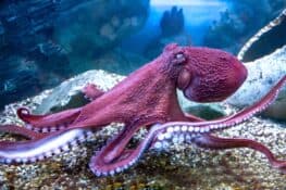 Do Octopuses Have Beaks? (What Does It Look Like?)