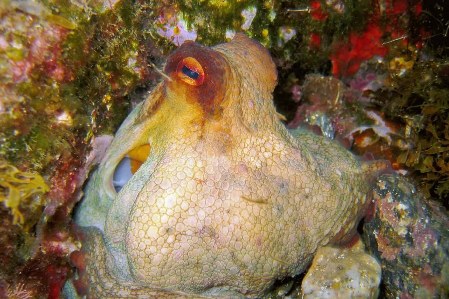 13 Interesting Facts About Octopus Eyes and Vision