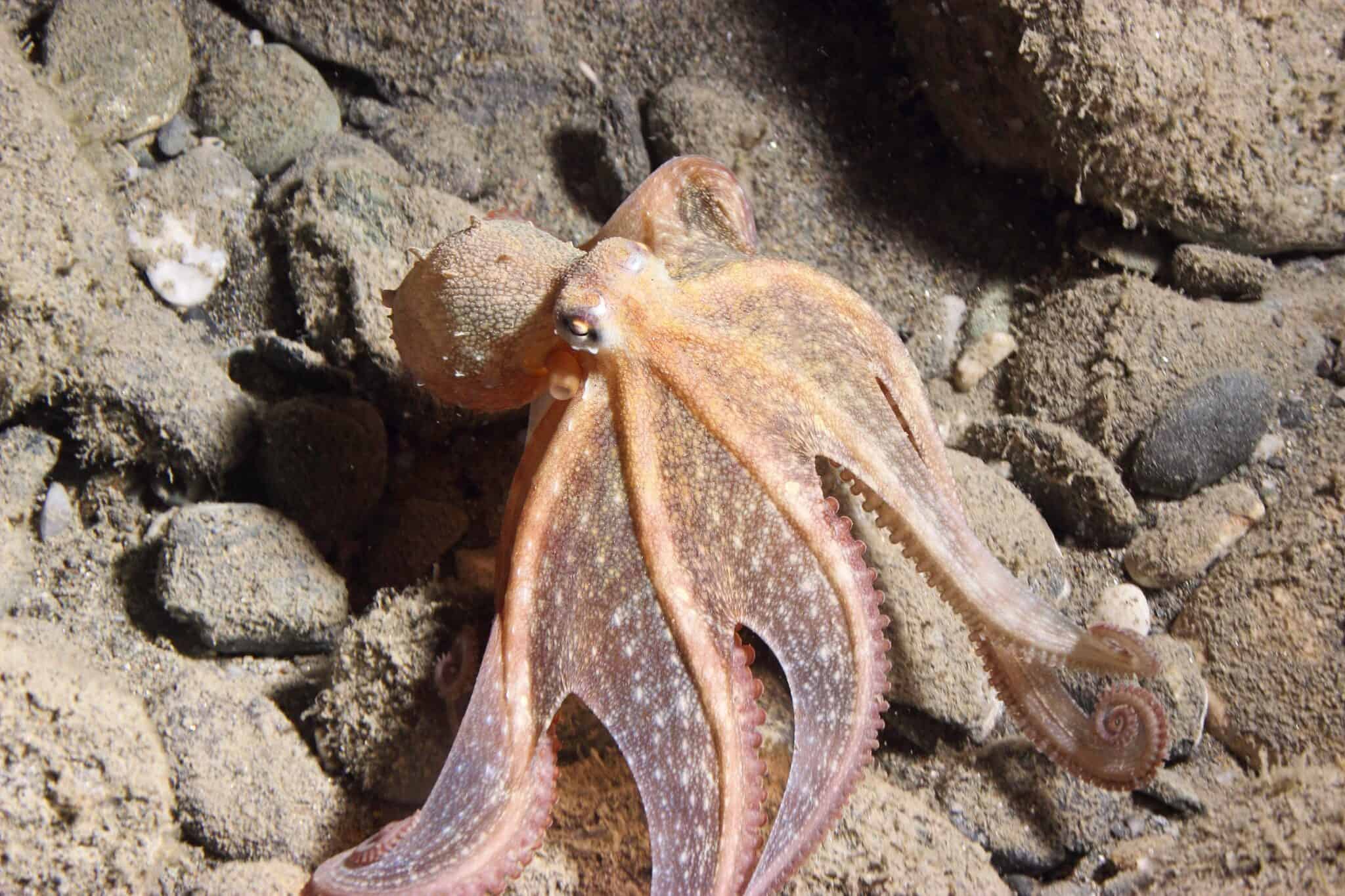 13 Interesting Facts About Octopus Eyes and Vision