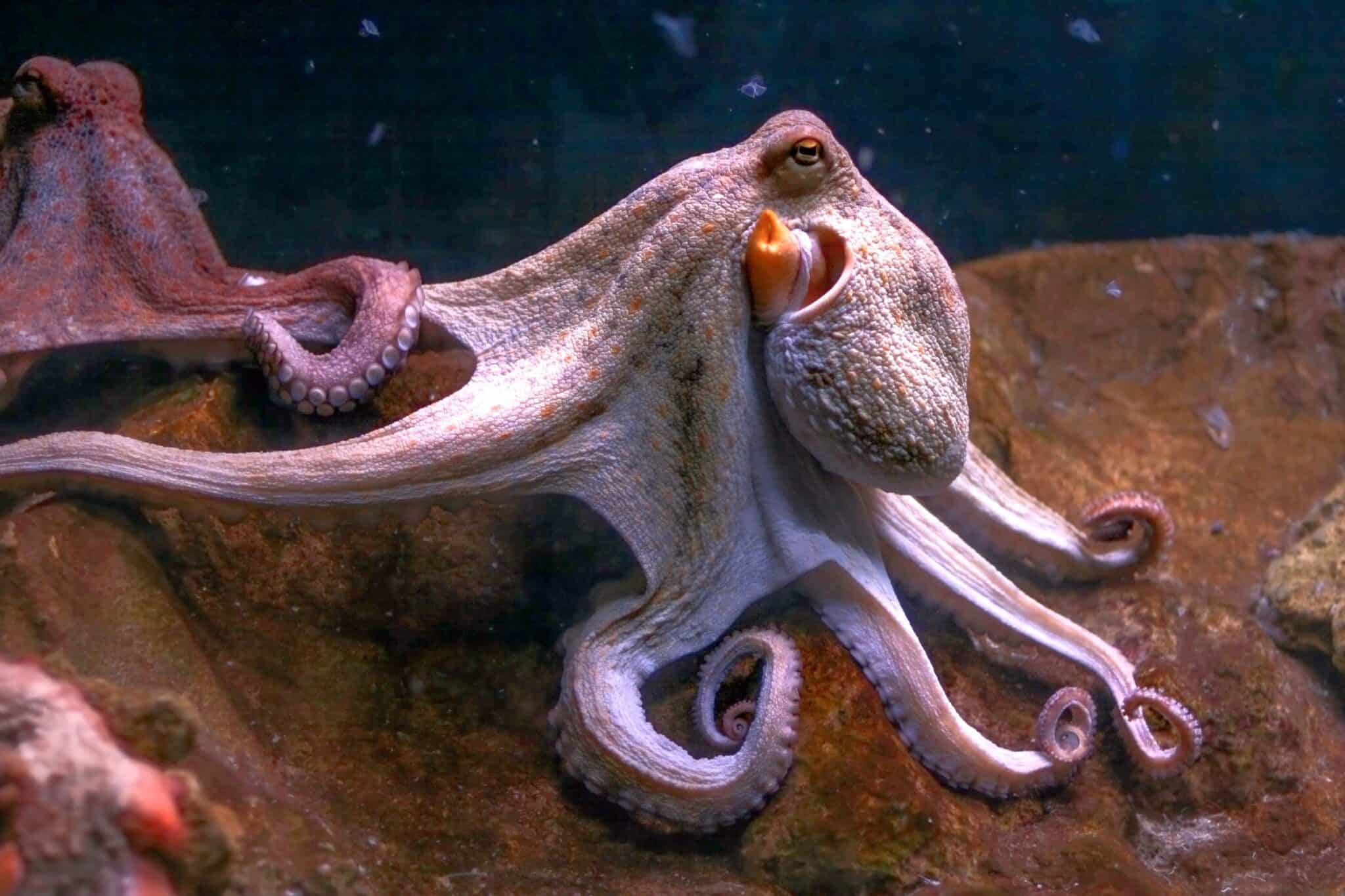 13 Interesting Facts About Octopus Eyes and Vision