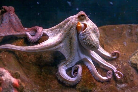 13 Interesting Facts About Octopus Eyes and Vision