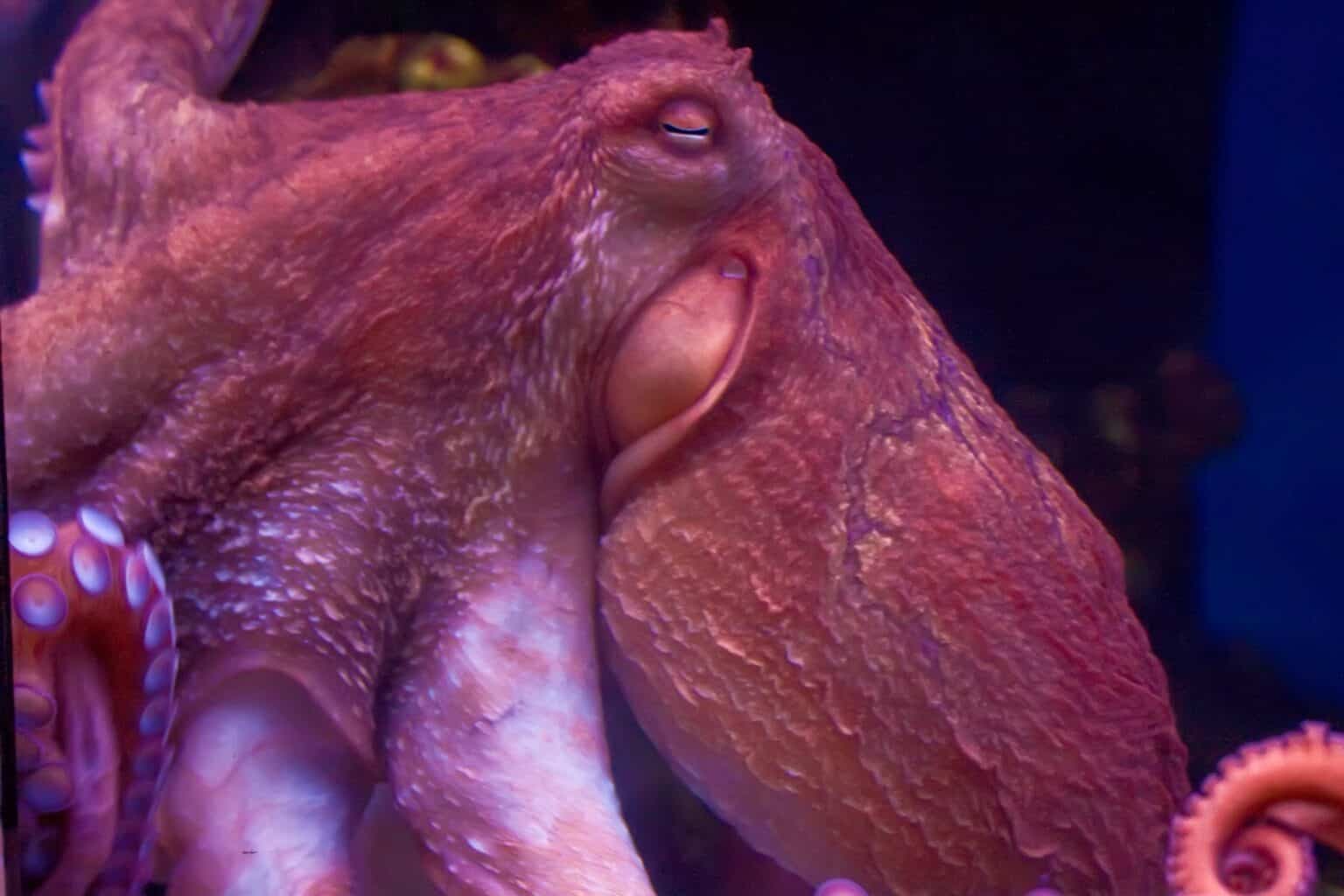 13 Interesting Facts About Octopus Eyes and Vision