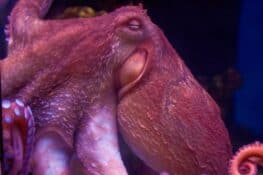 13 Interesting Facts About Octopus Eyes and Vision