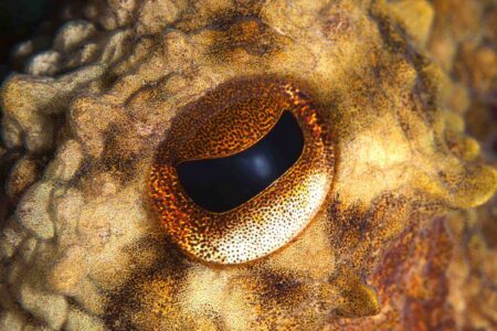 13 Interesting Facts About Octopus Eyes and Vision