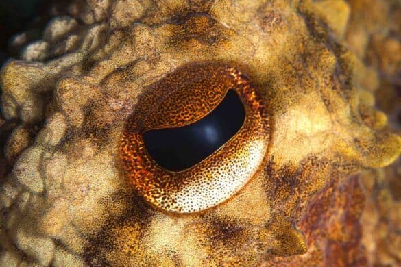13 Interesting Facts About Octopus Eyes and Vision