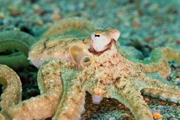 13 Interesting Facts About Octopus Eyes and Vision