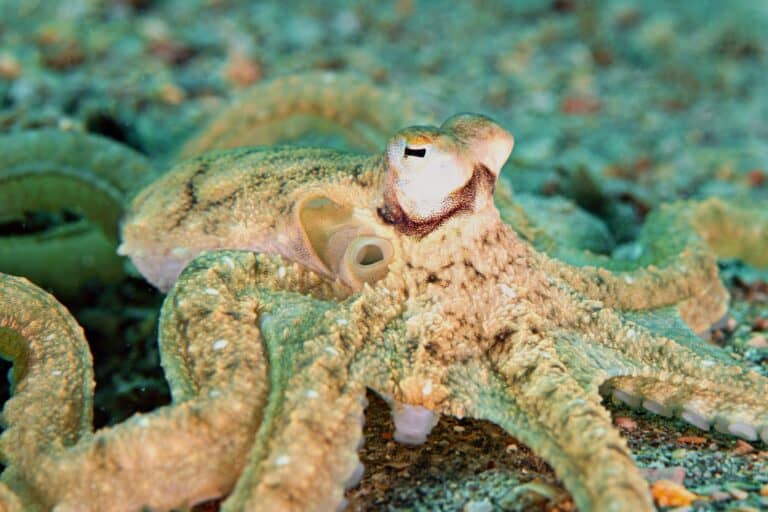 13 Interesting Facts About Octopus Eyes and Vision