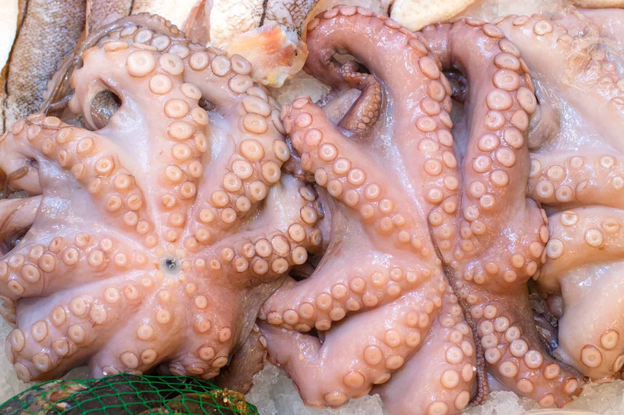 Do Octopuses Have Beaks? (What Does It Look Like?)