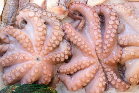 Do Octopuses Have Beaks? (What Does It Look Like?)