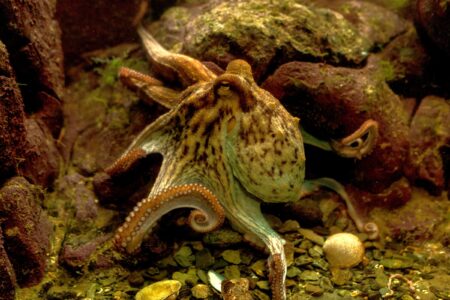 13 Interesting Facts About Octopus Eyes and Vision