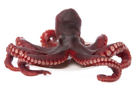 13 Interesting Facts About Octopus Eyes and Vision