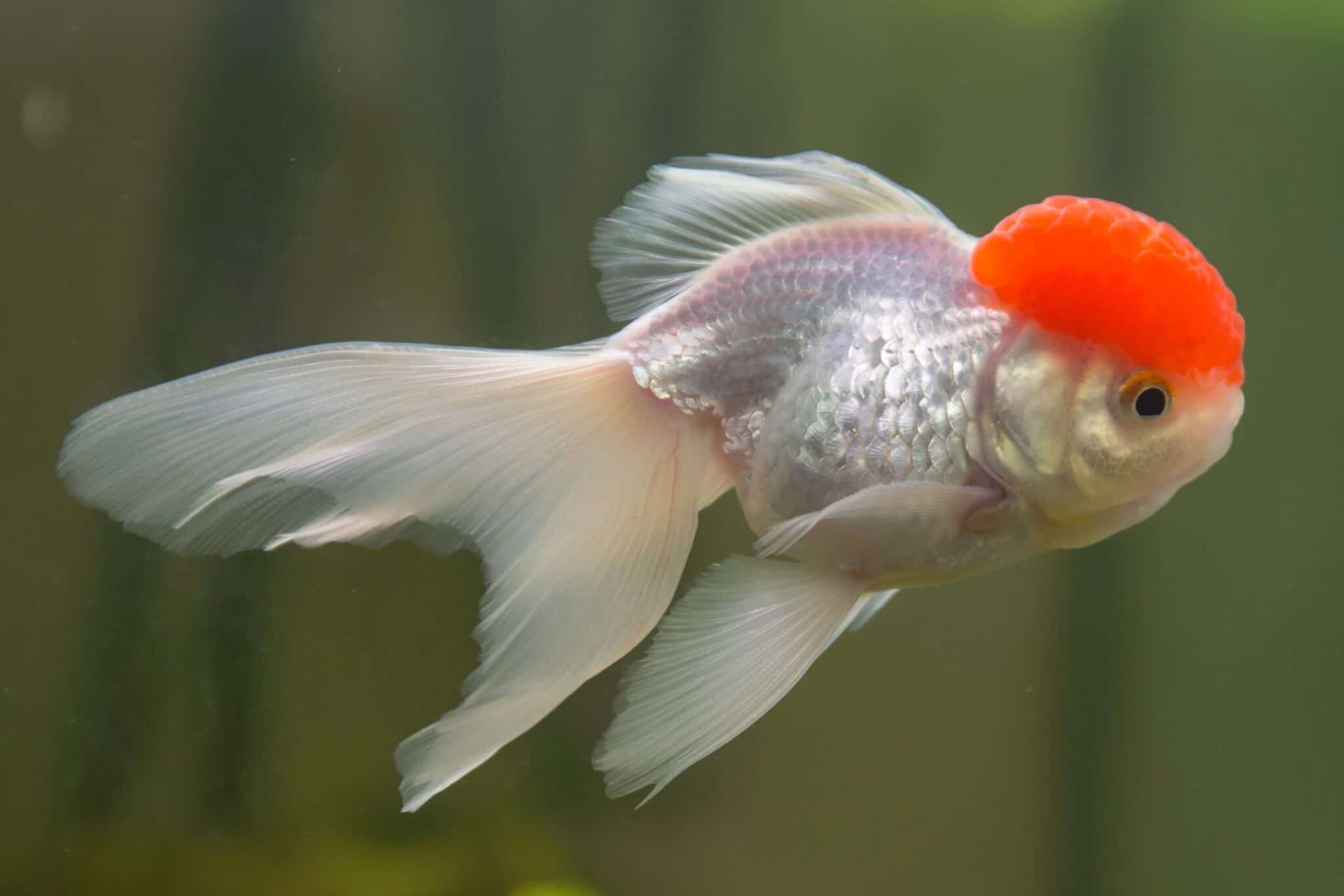 32 Types of Fish With Big Foreheads