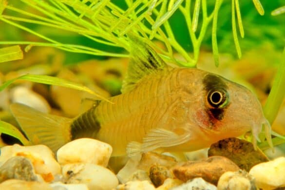 Panda Cory (Panda Catfish): Information and Care Guide