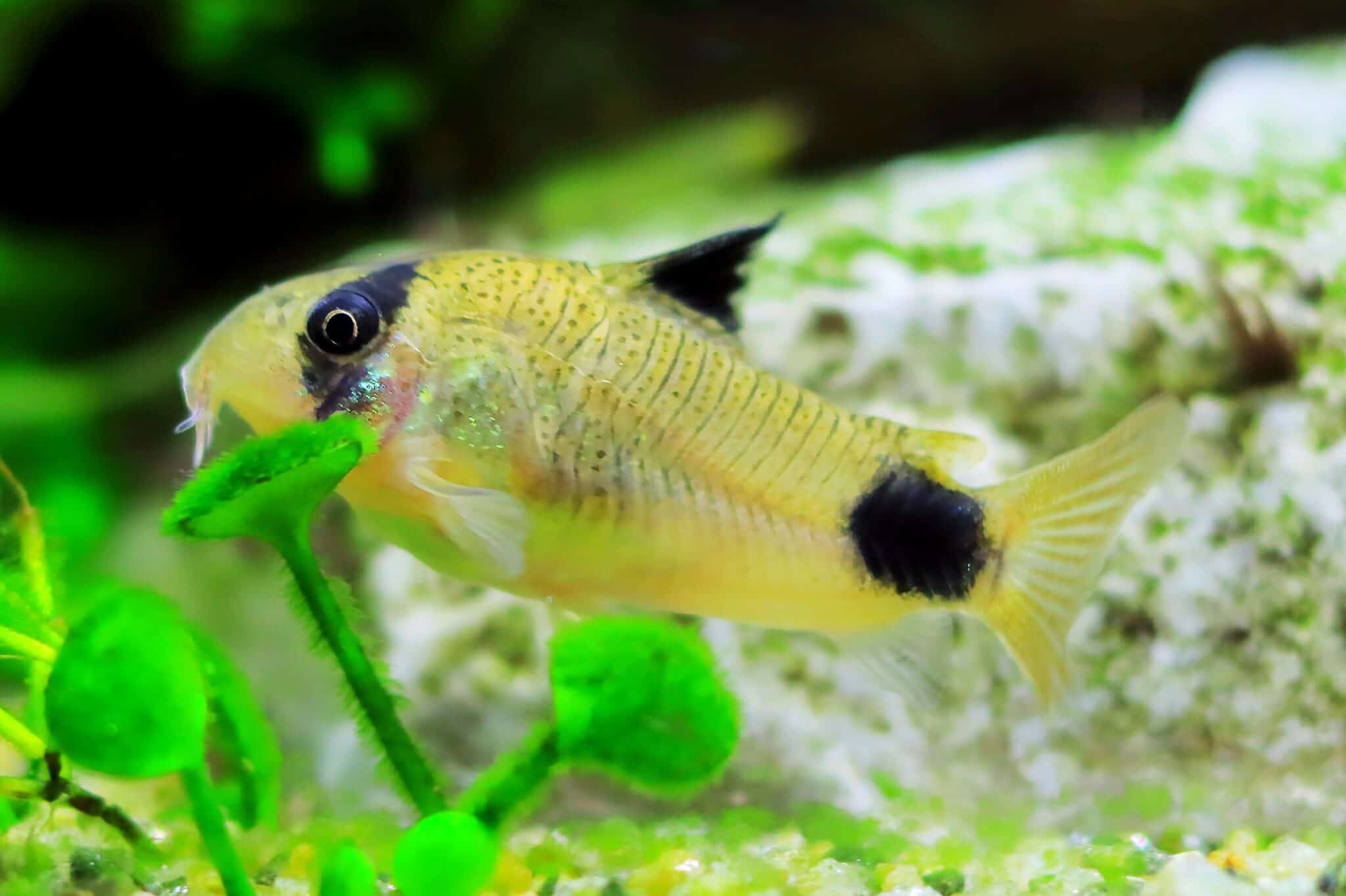 Panda Cory (Panda Catfish): Information and Care Guide